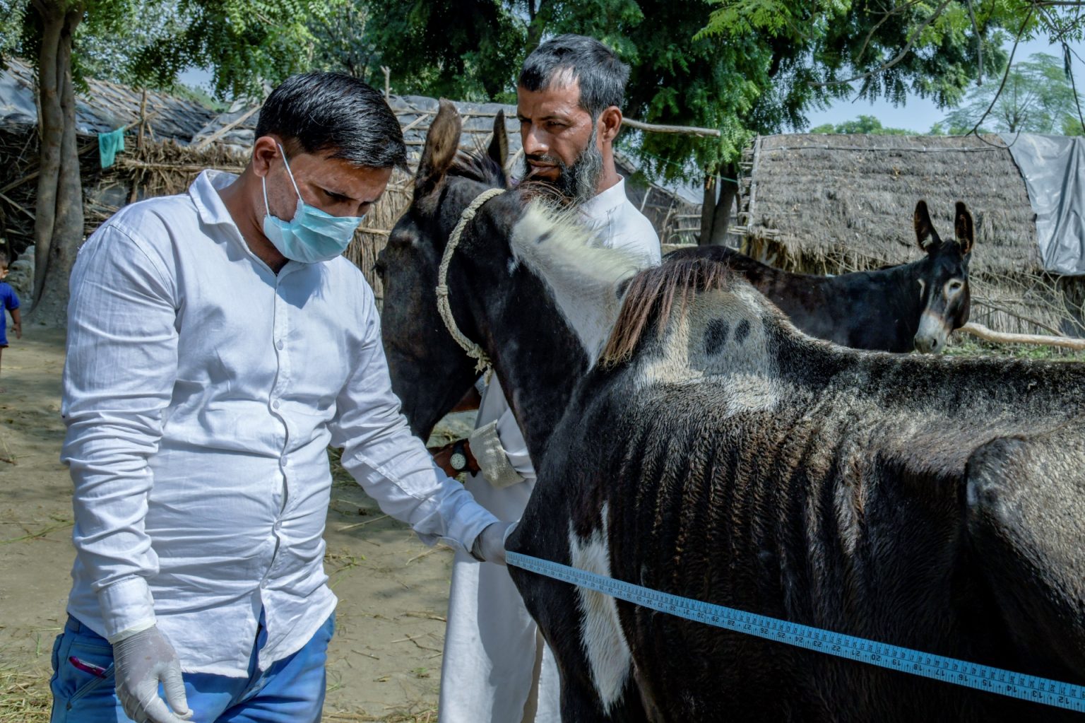 Government Vets – Page 6 – The blog of vets working in UK government